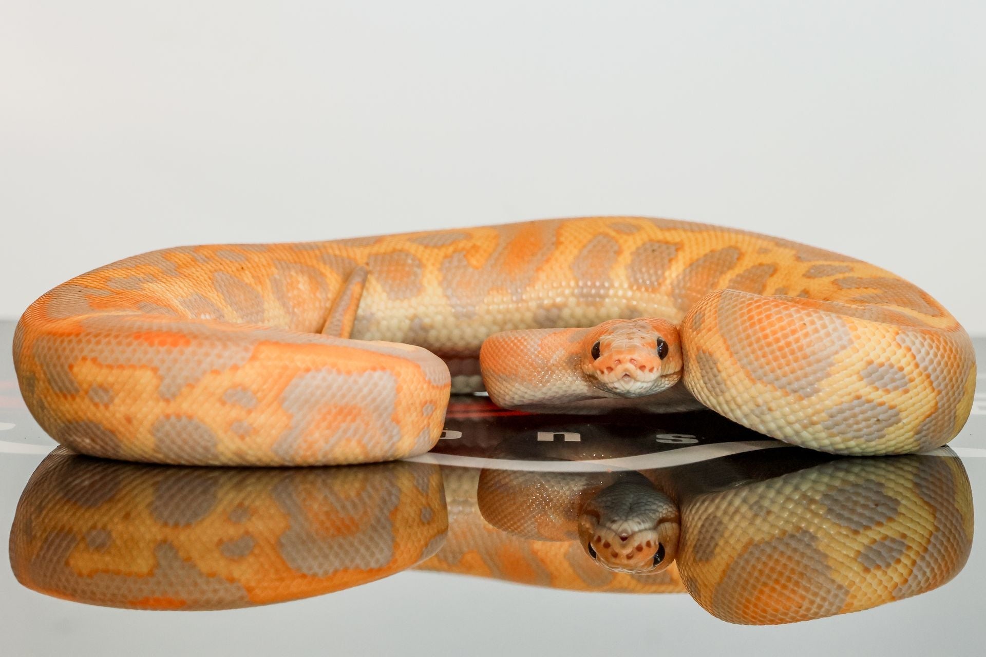 Available Ball Pythons for Sale – Diablo Exotic Pythons