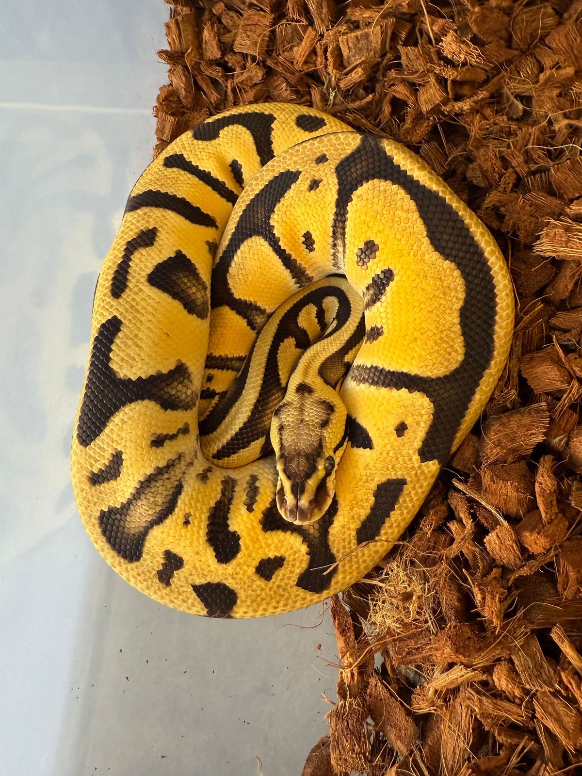 Bang Pastel Leopard Het Clown Ball Python for Sale | Diablo Ex ...