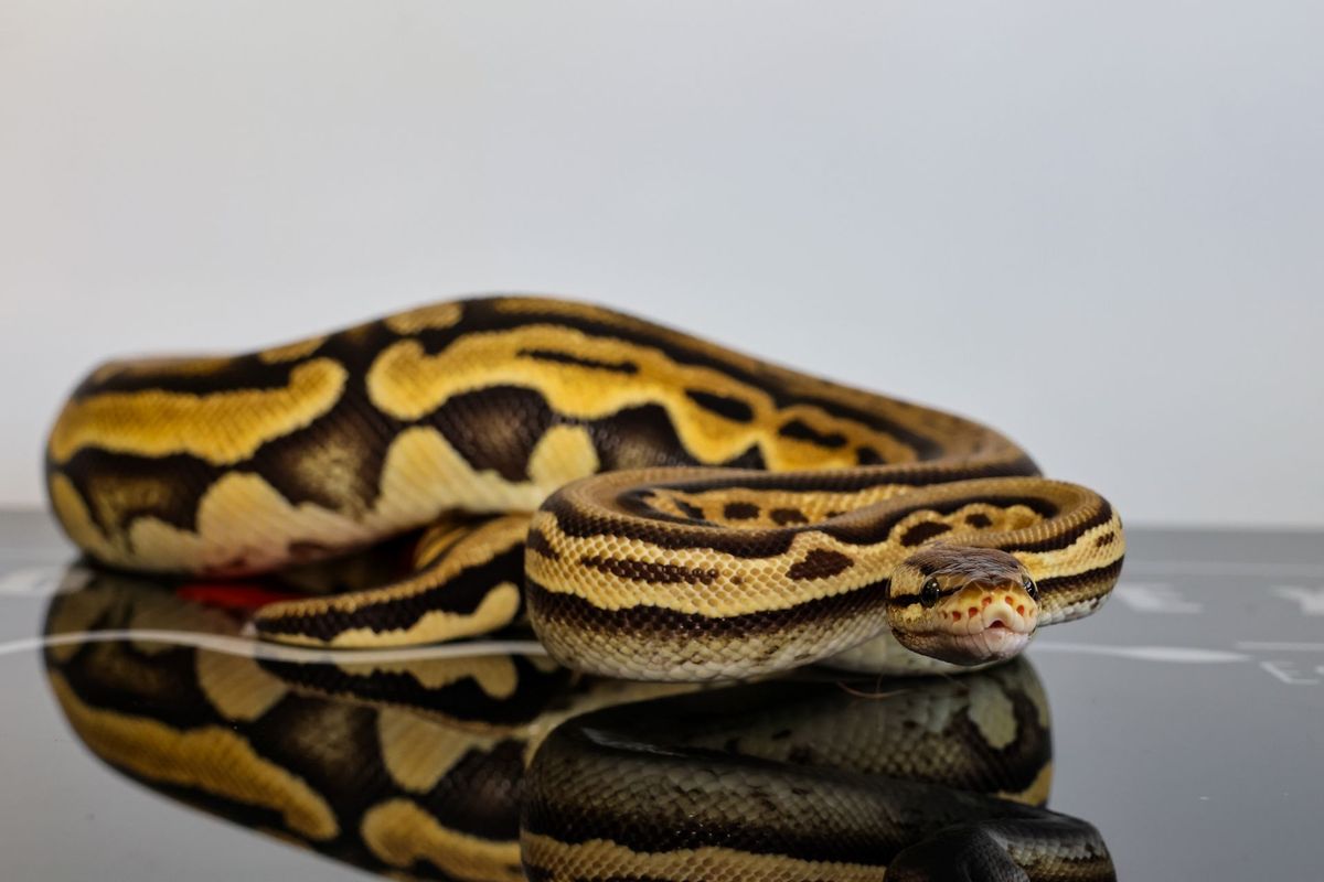 Pastel Stranger Puzzle Pied Ball Python for Sale | Diablo Exot ...